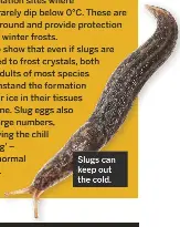 Do slugs freeze in winter? - PressReader