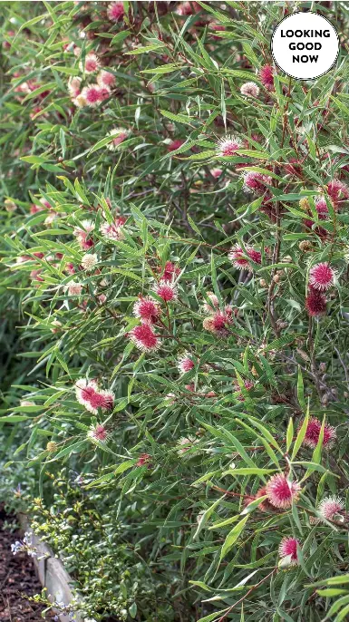 Sphere delight - PressReader