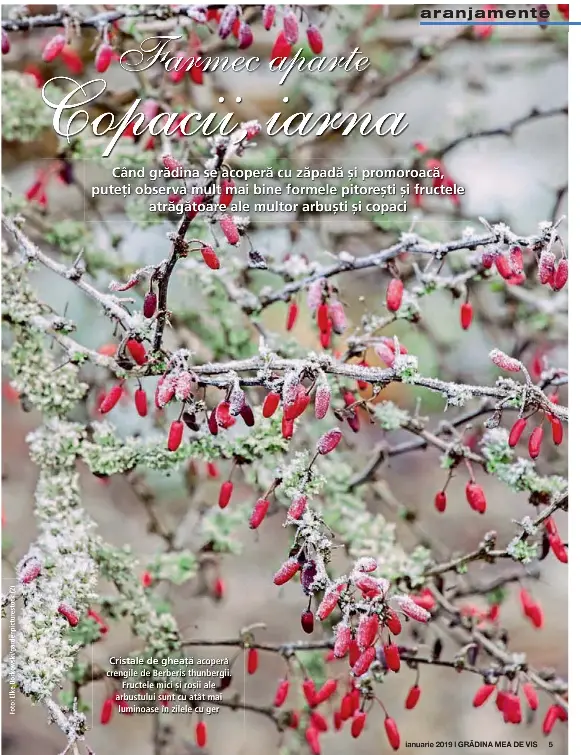 COPACII, IARNA - PressReader