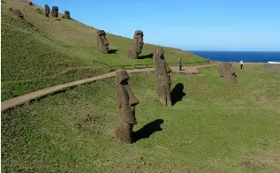 ‘The last plant left’: can Rapa Nui’s extinct tree be resurrecte­d? - PressReader