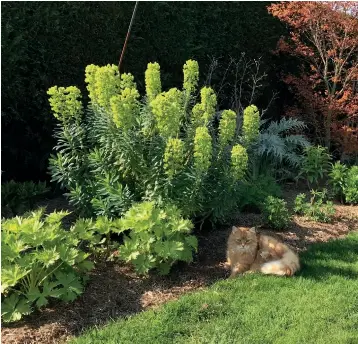 MULCHING WITH STRULCH - PressReader