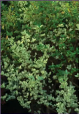 A disturbing prognosis The Scottish NHS is collapsing ... but are ...