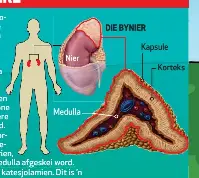 DIE BYNIERE - PressReader