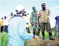 Ratusan Sawah Puso Akibat Hama Tikus - PressReader