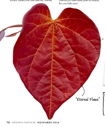 How to make your new plant happy - PressReader