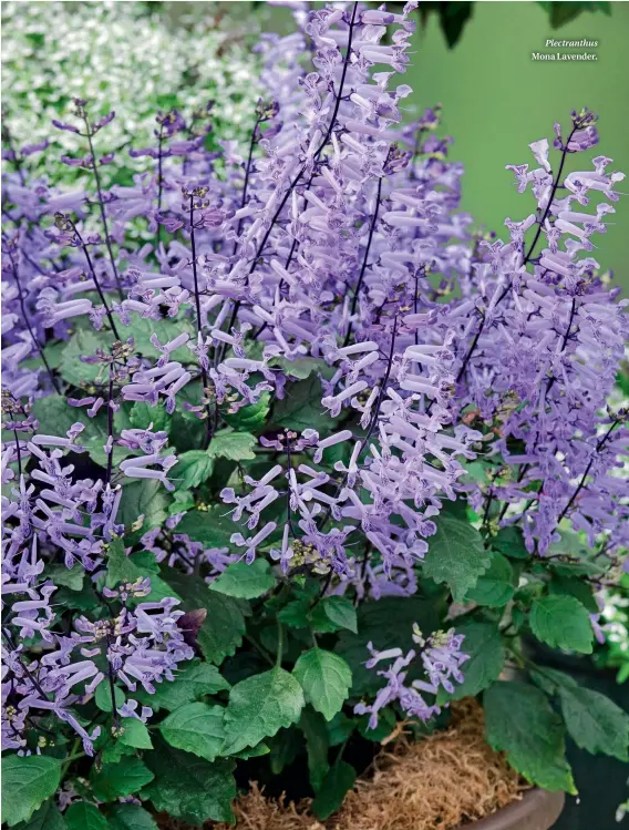 Fancy foliage - PressReader