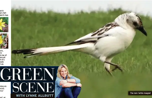 GREEN SCENE - PressReader