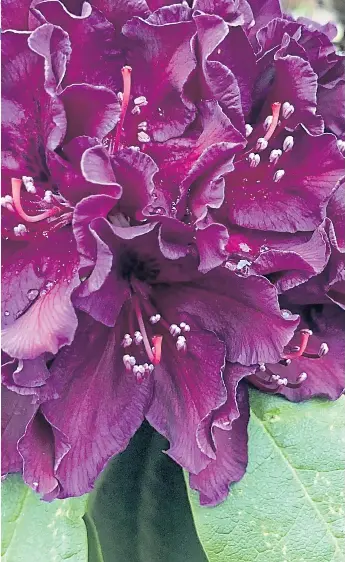 For peat’s sake, let’s find a way to nurture more amazing azaleas - PressReader