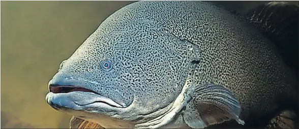 It’s up to you to know your cod from your trout cod - PressReader