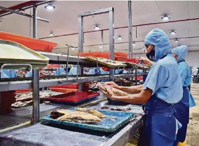 Nirsa produce al mes unas 7.000 toneladas de atún Real - PressReader