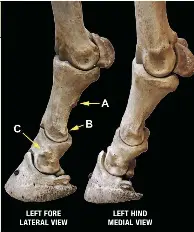 RINGBONE - PressReader