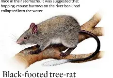 Black-footed tree-rat - PressReader