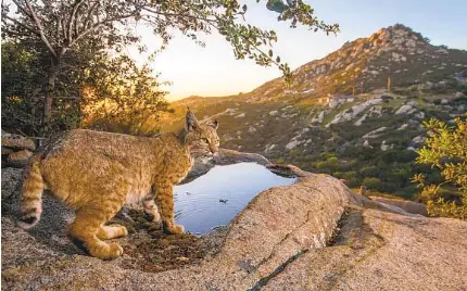 WILDLIFE CAPTURED — IN PHOTOS - PressReader