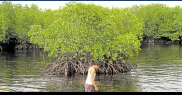 You can help make PH mangrove map - PressReader
