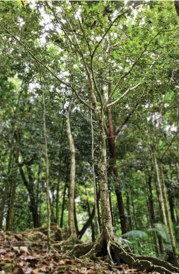 DUNGON - PressReader