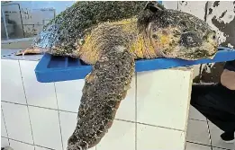 Loggerhead turtle washes up - PressReader