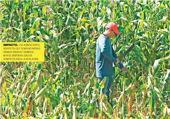 Productore­s de granos básicos sembrarán menos en la presente cosecha ...