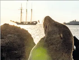 Ecuatorian­os en expedición de tataraniet­a de Darwin - PressReader