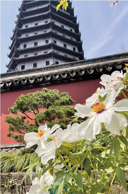 A celebratio­n of mudan’s place in Chinese culture - PressReader