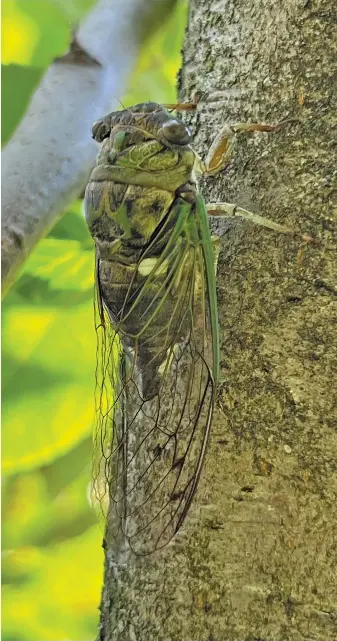 Goodbye, cicadas - PressReader