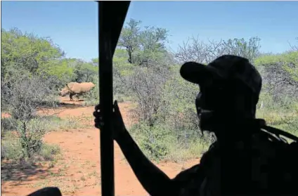 Rhino poaching spikes despite - PressReader