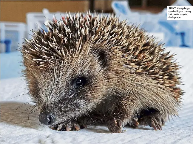 CALL OF THE WILD - PressReader