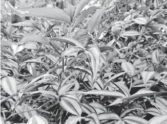 Matalí, una planta con uso medicinal - PressReader