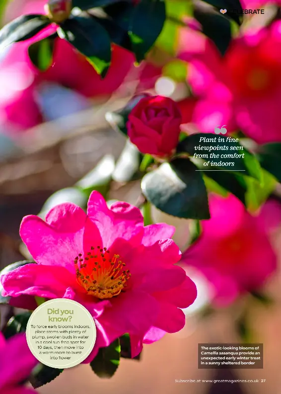 Winter-flowering WONDERFUL SHRUBS - PressReader