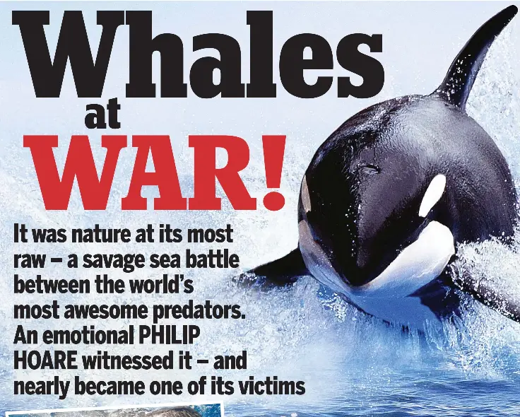 Whales at WAR! - PressReader