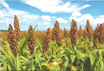 Zvirimwa zvidiki ipundutso - PressReader