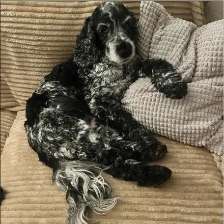 Ruby the diabetic dog - PressReader