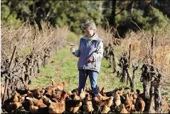 Domaine Lolicé, se diversifie­r pour transmettr­e ? - PressReader