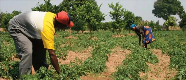 Duplica escoamento da produção do Andulo para outros mercados - PressReader