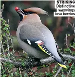 Bold beauties fly in for feast - PressReader