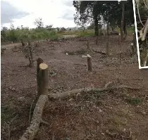 6 more yellowwood­s fall - PressReader