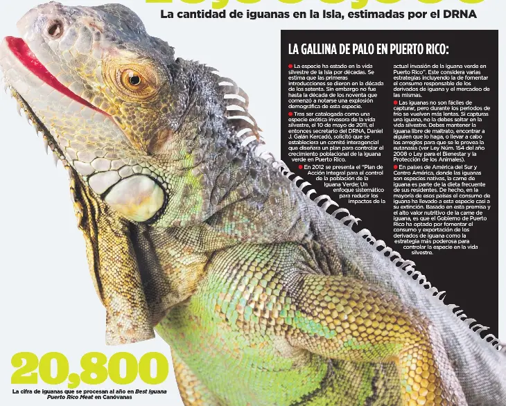 IGUANAS A PRUEBA DE HURACÁN - PressReader