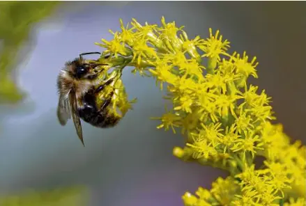 Take aim this spring: Decoding aggressive vs. invasive plants - PressReader