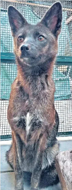 First dog-fox cross in world found in Brazil - PressReader