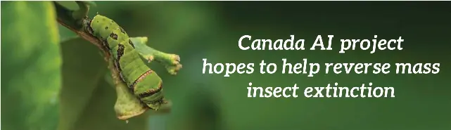 Canada AI project hopes to help reverse mass insect extinction - PressReader