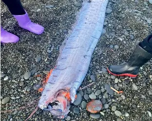 Three giant ‘doomsday fish’ wash up in one week, but harbinger of ...