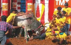 Top court allows Tamil Nadu’s bull-taming sport to continue - PressReader