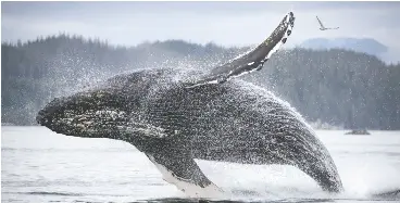 Chasing the call of nature - PressReader