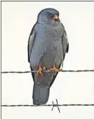 Migratory birds hit by insect slump - PressReader