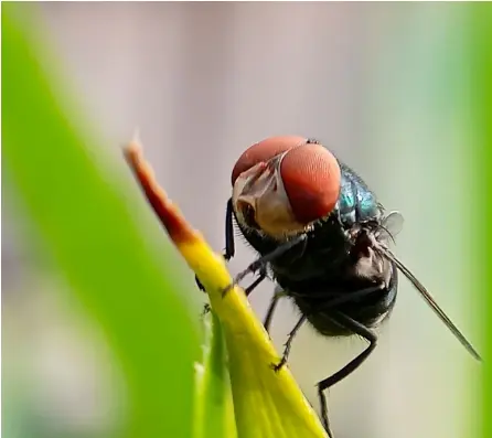 Adaptación al entorno hizo ‘más agresiva’ la mosca del gusano ...