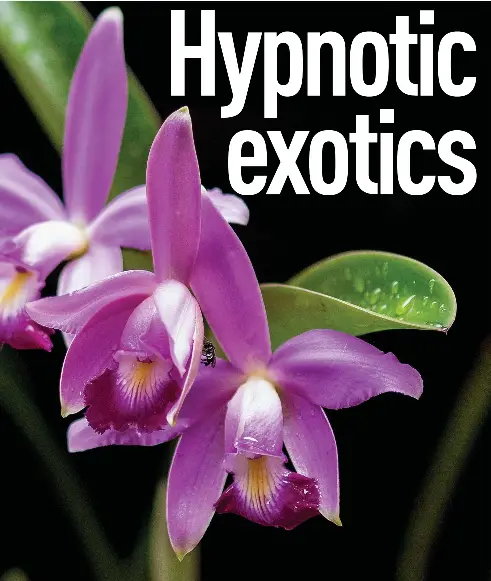 Hypnotic exotics - PressReader