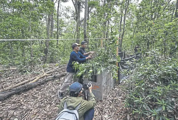 Fears over world’s largest deforestat­ion project - PressReader