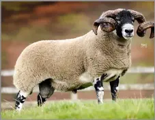 Merkins tops at £16,000 - PressReader