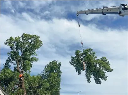 A tree-mendous job - PressReader