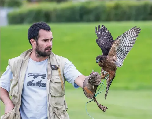 Passion for raptors - PressReader