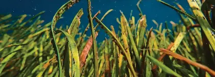 Mote seagrass initiative addresses coastal health - PressReader
